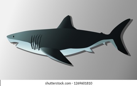 Great White Shark Graphic Vector Stock Vector (Royalty Free) 1269601810