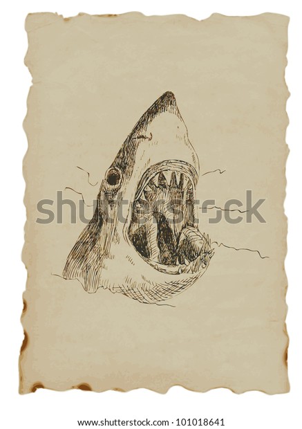 Great White Shark Hand Drawing Animal Stock Vector (Royalty Free ...