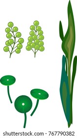 Calyculus Images, Stock Photos & Vectors | Shutterstock
