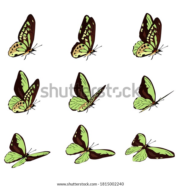 Green Butterfly Flying Animation Frame By Stock Vector (Royalty Free ...