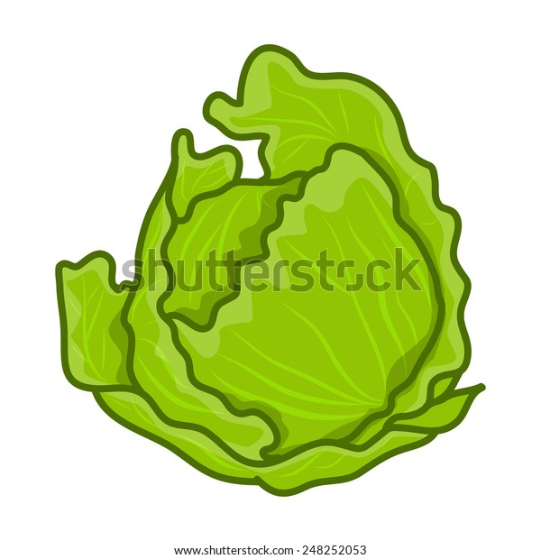 Green Cabbage Cartoon Isolated Illustration On Stock Vector (Royalty ...