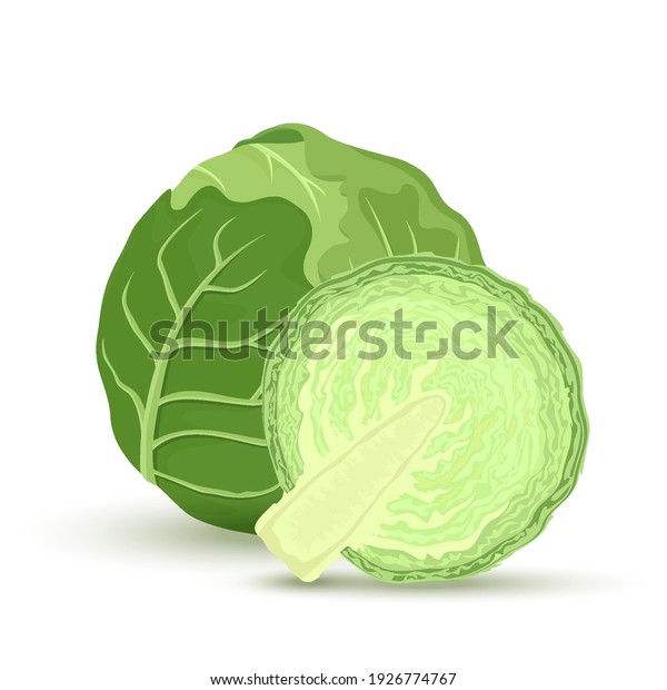 Green Cabbage Half Cabbage Isolated On Stock Vector (Royalty Free ...