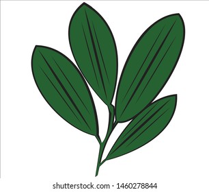 Green Coca Leaves Vector Illustration Stock Vector (Royalty Free ...