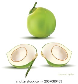 Green Coconuts Vector Illustration White Background Stock Vector ...
