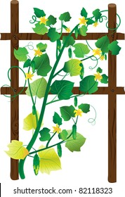 291 Cucumber Vine Vector Stock Vectors, Images & Vector Art | Shutterstock