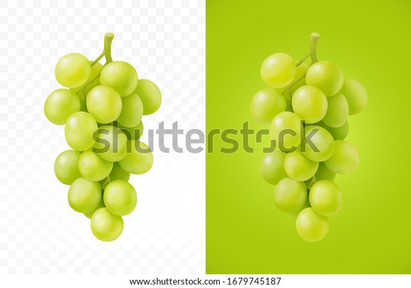 Green Grape Vector Illustration On Isolated Stock Vector (Royalty Free ...