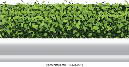 Green Hedge Row Vector Illustration On Stock Vector (Royalty Free ...