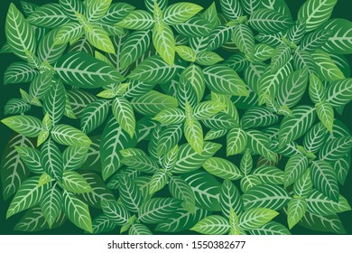 Green Leaf Fresh Feeling Stock Vector (Royalty Free) 1550382677 ...