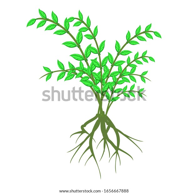 Green Plants Roots Vector Illustration On Stock Vector (Royalty Free ...