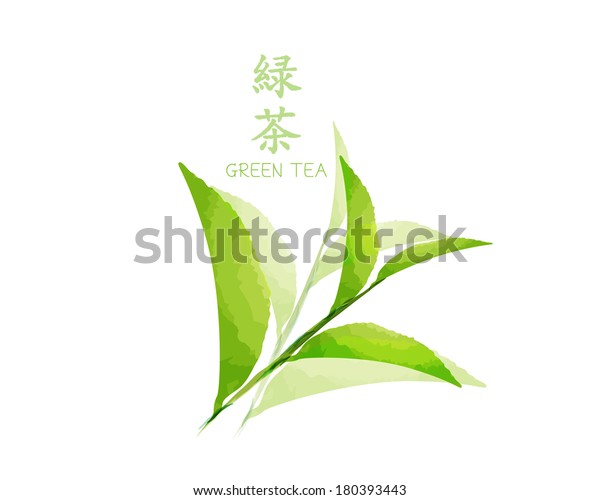 Green Tea Vector Stock Vector (Royalty Free) 180393443 | Shutterstock