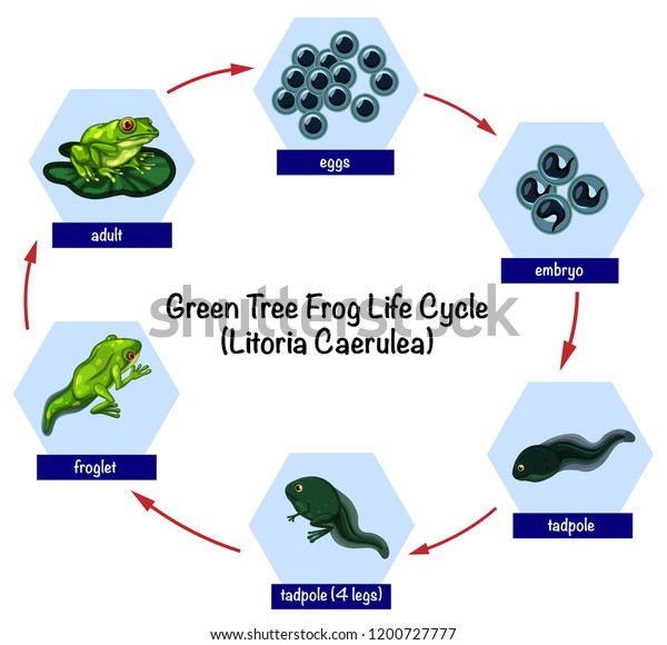 Green Tree Frog Life Cycle Stock Vector (Royalty Free) 1200727777 ...