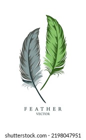 Grey Green Feather Vector Illustration Design Stock Vector (Royalty ...