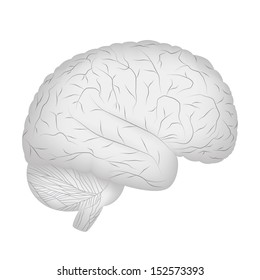 Grey Human Brain Isolated On White Stock Vector (Royalty Free ...