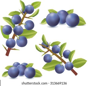 4,550 Sloe berries Images, Stock Photos & Vectors | Shutterstock