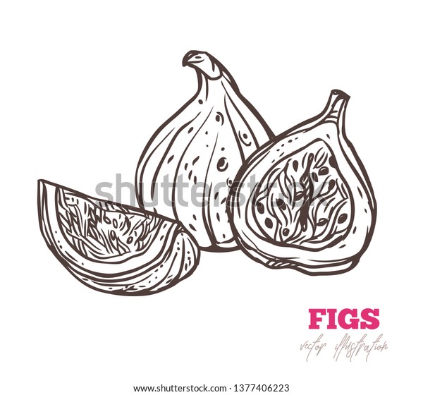 Group Figs Vector Sketch Illustration Doodle Stock Vector (Royalty Free ...