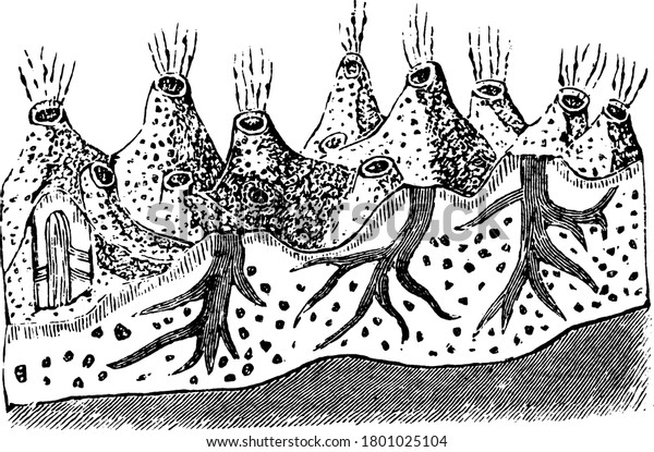 Group Sea Sponges On Sea Bed Stock Vector (Royalty Free) 1801025104 ...