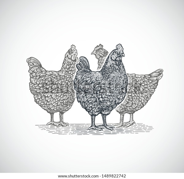 Group Three Chickens Graphic Engraved Style Stock Vector (Royalty Free ...