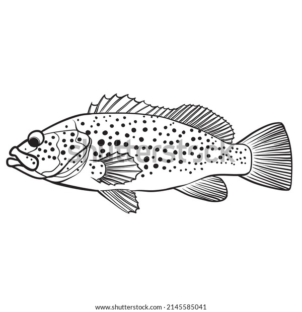 Grouper Fish Sketch Vector On White 库存矢量图（免版税）2145585041 | Shutterstock