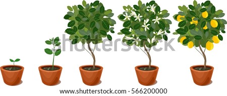 Lemon Tree Drawing | Free download on ClipArtMag