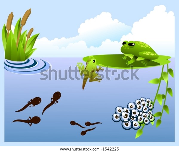 Growing Tadpole Frog Stock Vector (Royalty Free) 1542225