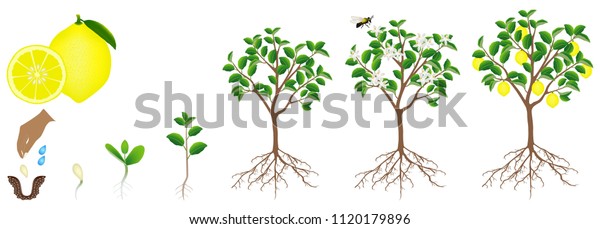 Growth Cycle Lemon Plant Isolated On Stock Vector (Royalty Free) 1120179896