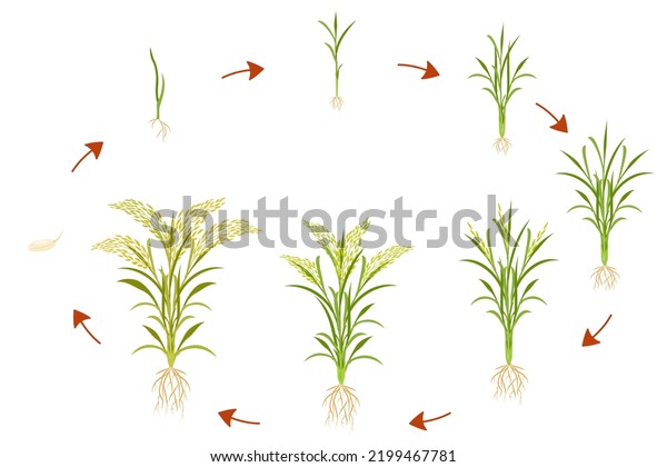 Growth Cycle Rice Circular Infographics Growing Stock Vector (Royalty ...