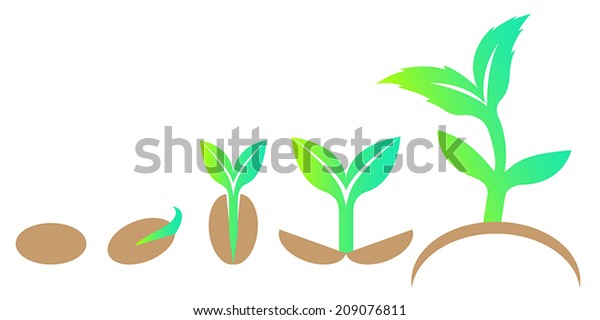 Growth Stages Sprout Seed Vector Illustration Stock Vector (Royalty ...