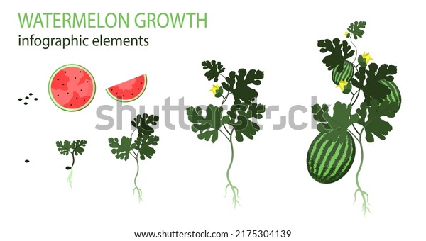 Growth Stages Watermelon Plant Vector Illustration: เวกเตอร์สต็อก (ปลอด ...