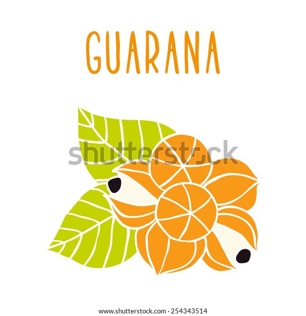 Guarana Vector Eps 10 Hand Drawn Stock Vector (Royalty Free) 254343514