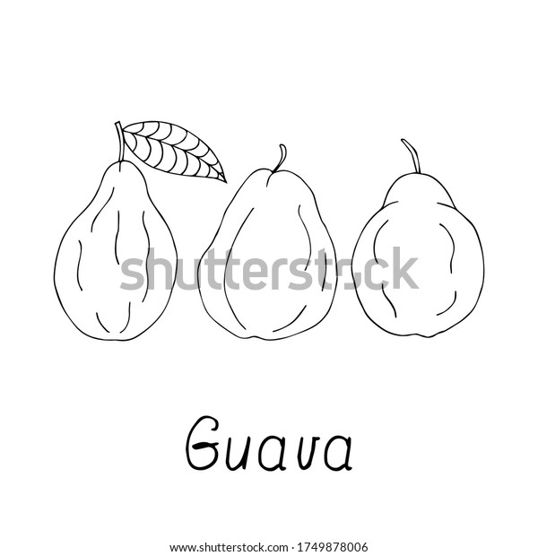Guava Fruit Lettering Fruit Doodle Poster Stock Vector (Royalty Free ...