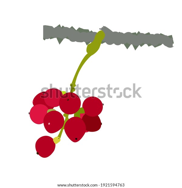 Guduchi Fruit Herbs Leaf Herbal Grouchily Stock Vector (Royalty Free ...