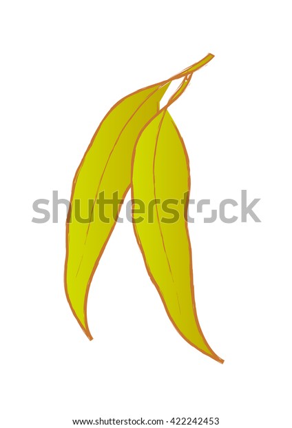Gum Leaves Stock Vector (Royalty Free) 422242453