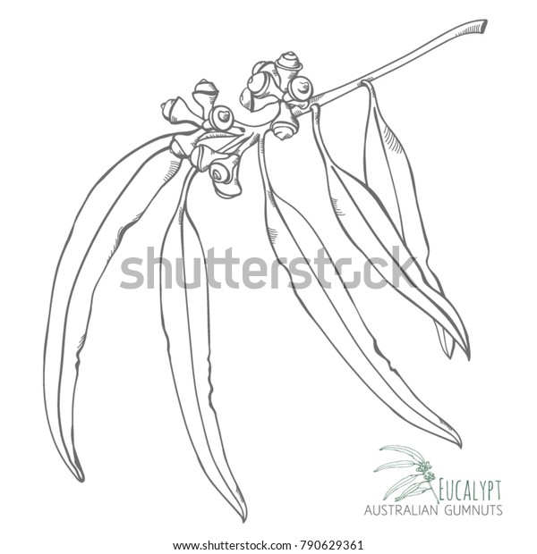 Gumnuts Natural Handdrawn Design Stock Vector (Royalty Free) 790629361 ...