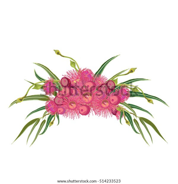 Gumtree Flowers Vector Illustration Stock Vector (Royalty Free) 514233523