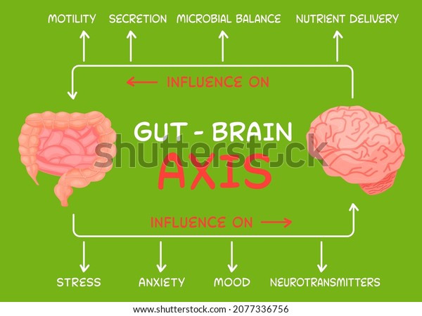 Gut Brain Axis Landscape Poster Useful Stock Vector (Royalty Free ...