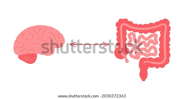 Gut Brain Connection Enteric Nervous System Stock Vector (Royalty Free ...