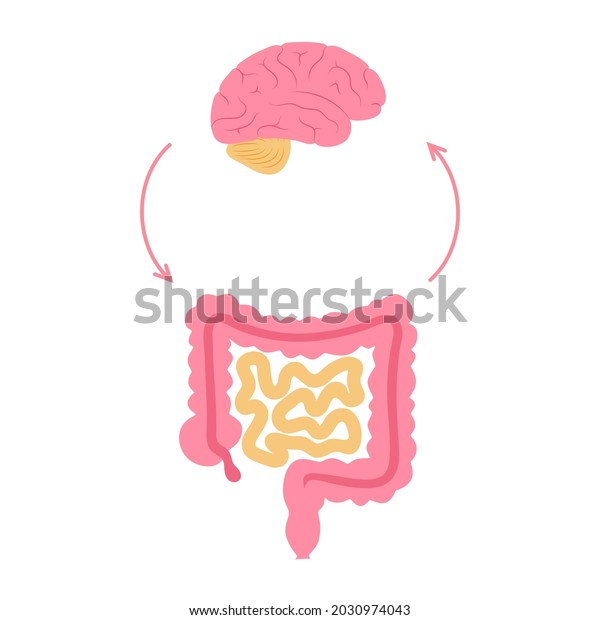 Gut Brain Connection Enteric Nervous System Stock Vector (Royalty Free ...