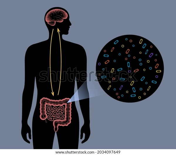 Gut Brain Connection Microbiome Enteric Nervous Stock Vector (Royalty ...