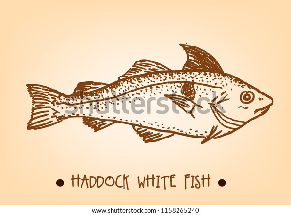 Haddock Fish Hand Sketch Stock Vector (Royalty Free) 1158265240