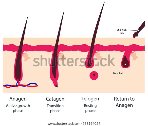 Ciclo de crecimiento del cabello