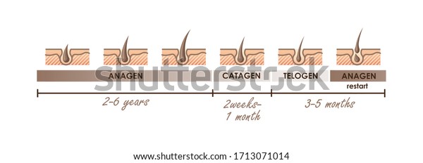 Hair Growth Phases Normal Hair Cycle Stock Vector (Royalty Free ...