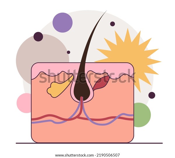 Hair Structure Crosssection Anatomical Structure Skin 库存矢量图（免版税 ...