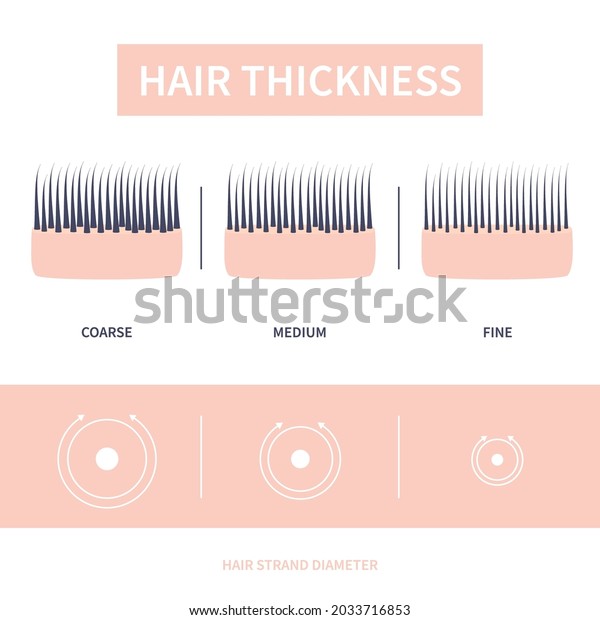 Hair Thickness Types Classification Set Skin Stock Vector (Royalty Free ...