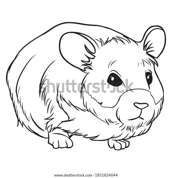 hamster sketch vector illustration,isolated on white background,animals ...