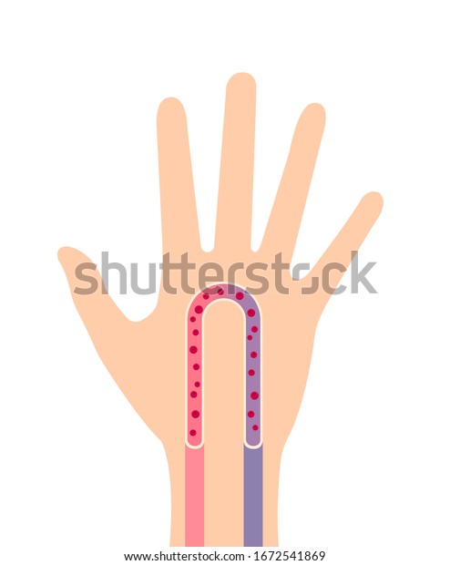Hand Blood Circulation Illustration Simplified Image Stock Vector ...