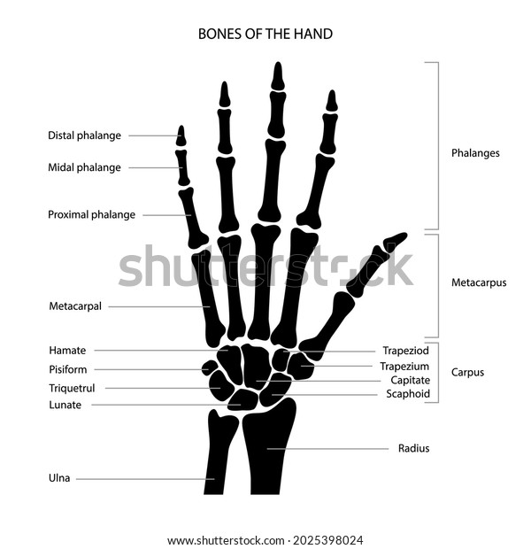 Hand Bone Anatomy Concept Descriptions Human Stock Vector (Royalty Free ...