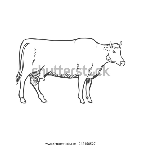Hand Draw Cow Outline Vector Illustration Stock Vector (Royalty Free ...
