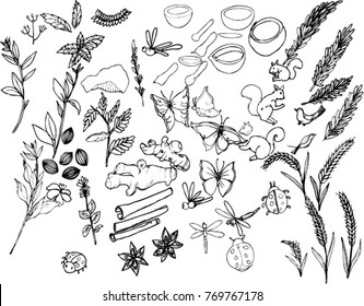 Hand Draw Herb Line Art Design Stock Vector (Royalty Free) 769767178 ...