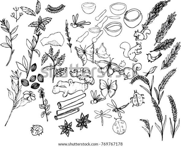 Hand Draw Herb Line Art Design: เวกเตอร์สต็อก (ปลอดค่าลิขสิทธิ์ ...