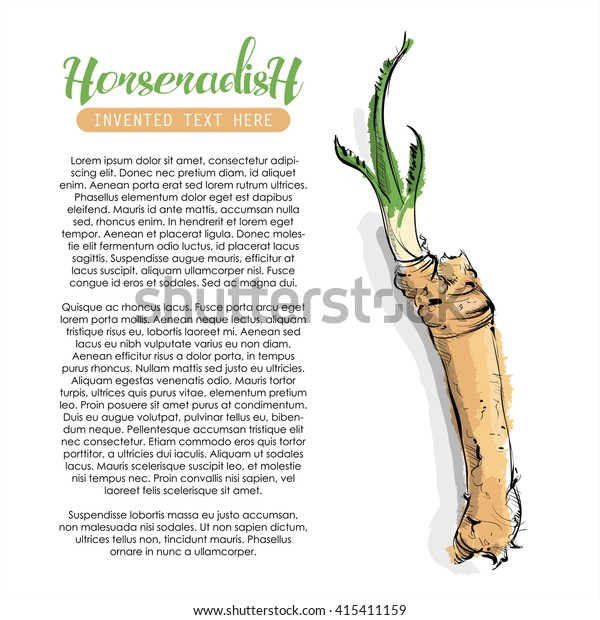 Hand Draw Horseradish Vector Illustration Stock Vector (Royalty Free ...